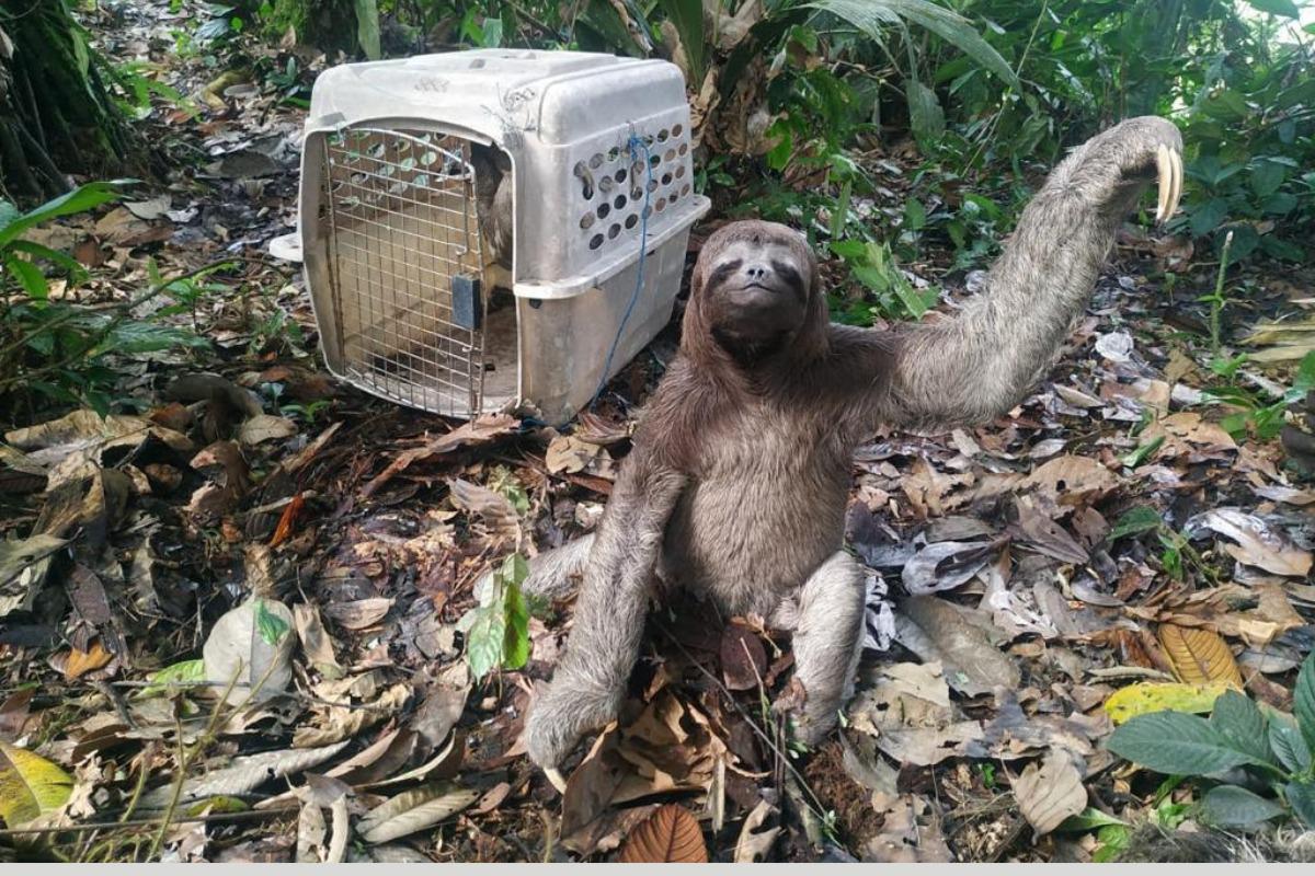 Estrategia del MAE reduce el tráfico de fauna y flora silvestre en ...